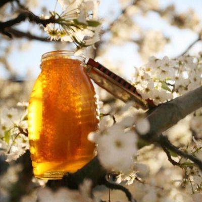 ¿Qué hacer si tenemos un panal de abejas en casa? – Fotocasa Life